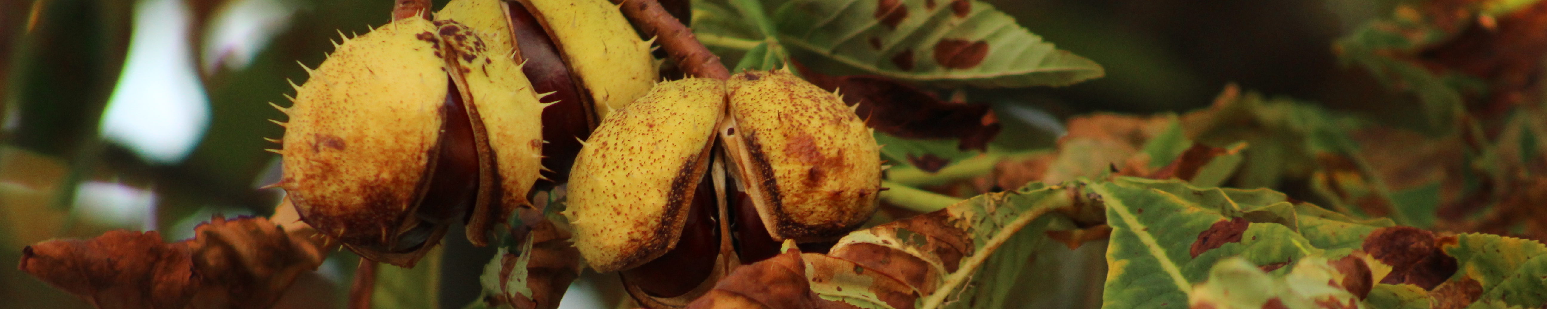 Herzlich Willkommen auf Moni´s Bloghütte